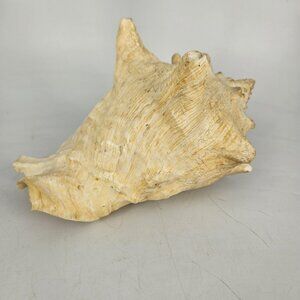 Naturally Made | Accents | Large Natural Pink Queen Conch Sea Shell ...